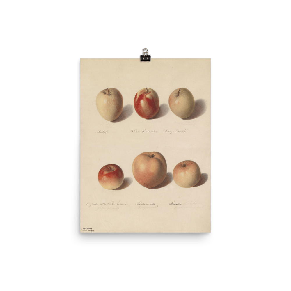 "Apple Study" Art Print – Lone Fox