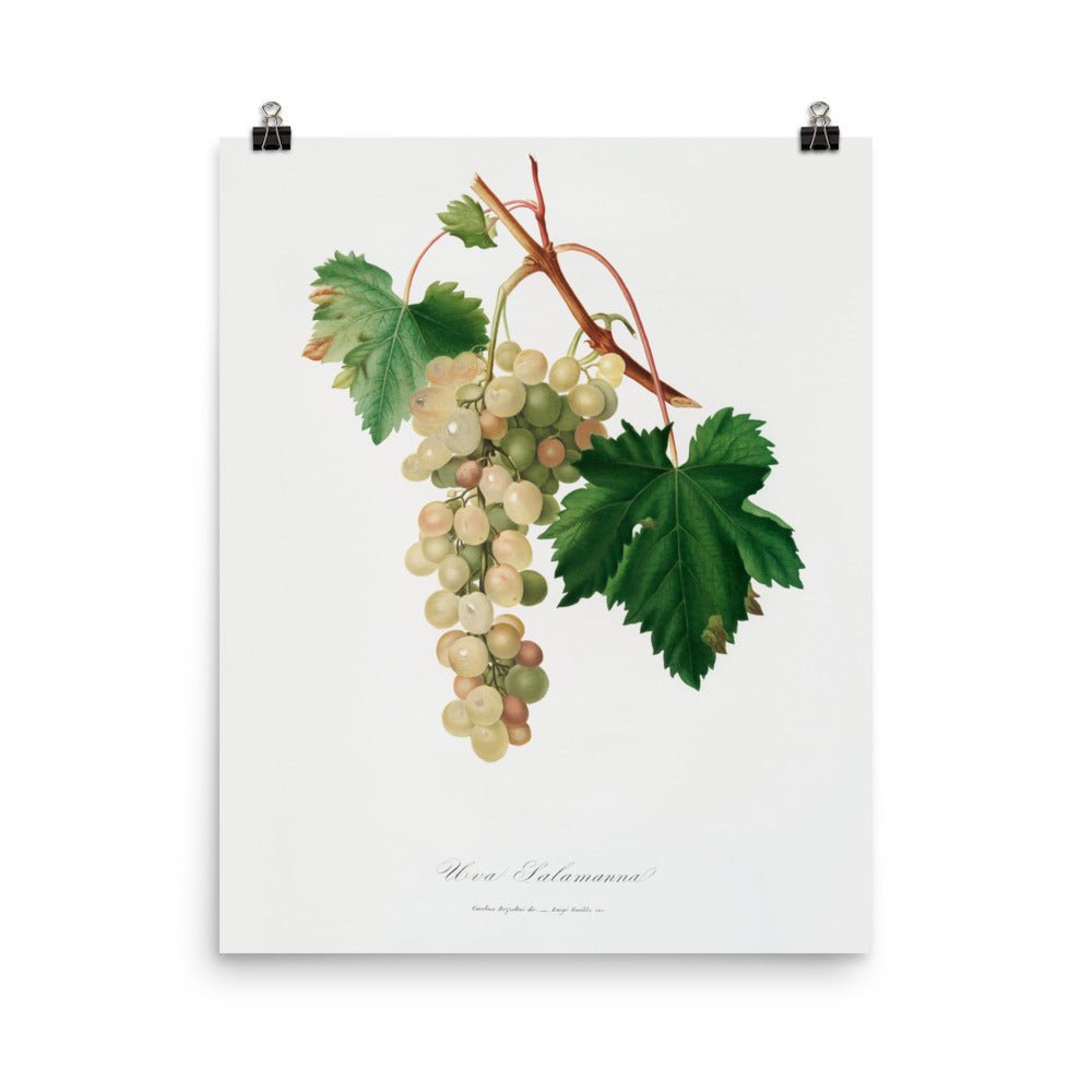 "Muscat grape" Art Print – Lone Fox